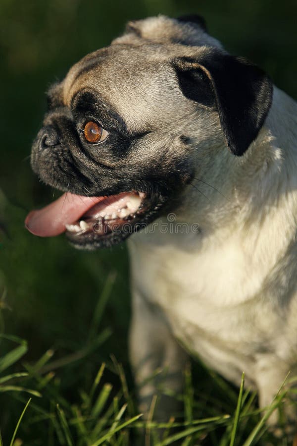 Blond pug stock image. Image of nature, glad, looking - 13464043