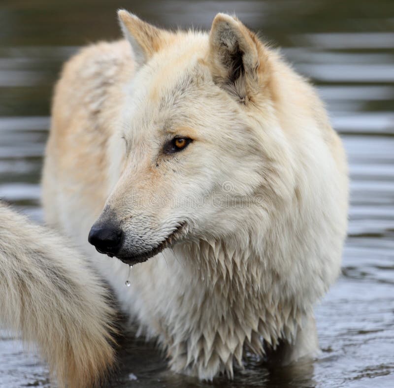 Blond Wolf Stock Photos - Free & Royalty-Free Stock Photos from Dreamstime