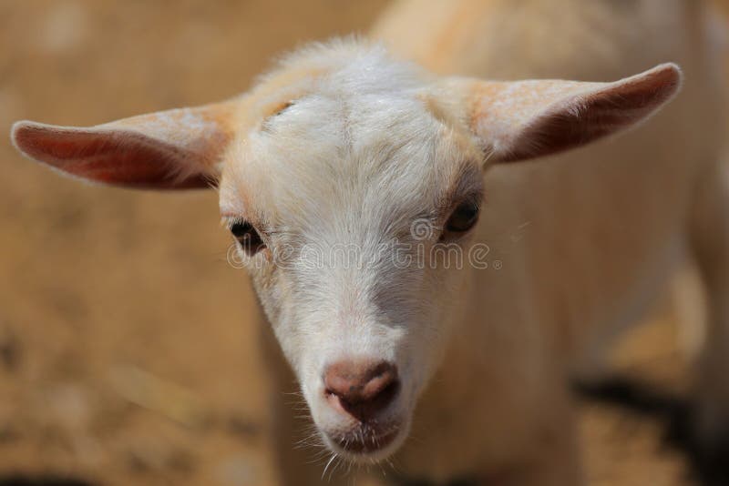 778 Goat Being Stock Photos - Free & Royalty-Free Stock Photos from ...