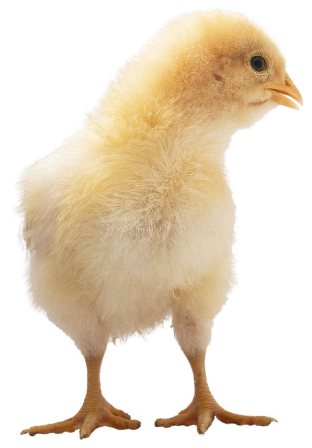 Blonde Chick with Its Eye on the Camera Stock Image - Image of life ...