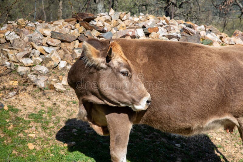 Blonde Cow with Head Twisted To Scratch Stock Photo - Image of domacopy ...