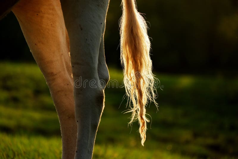 Blonde cow switch on tail stock image. Image of light - 154203967