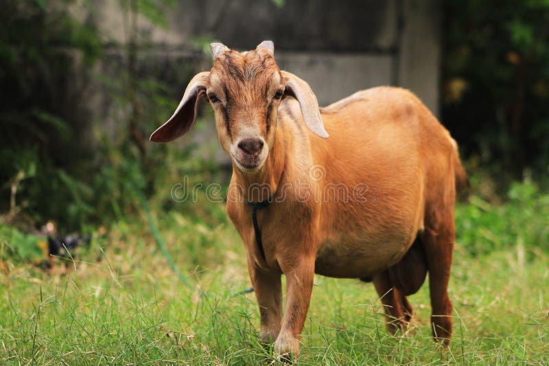 The Blonde Female Goat is Looking for Food Stock Photo - Image of ...