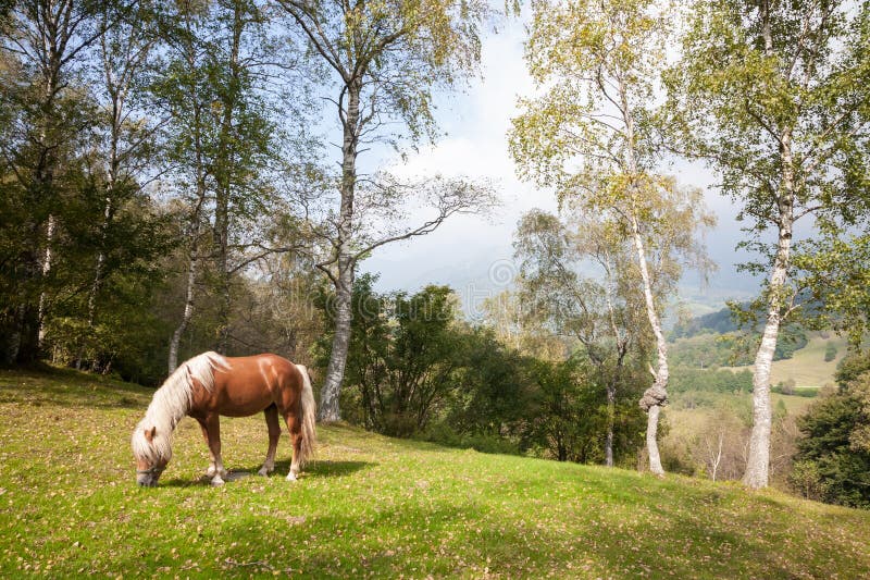 Flaxen horse stock image. Image of pasture, trees, horse - 355804873