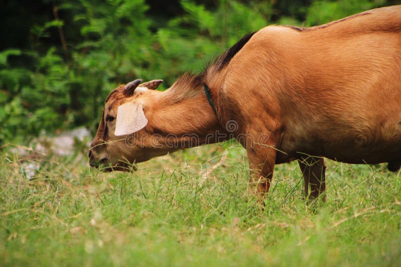 A Blonde Goat is Eating Grass in the Garden Stock Photo - Image of ...