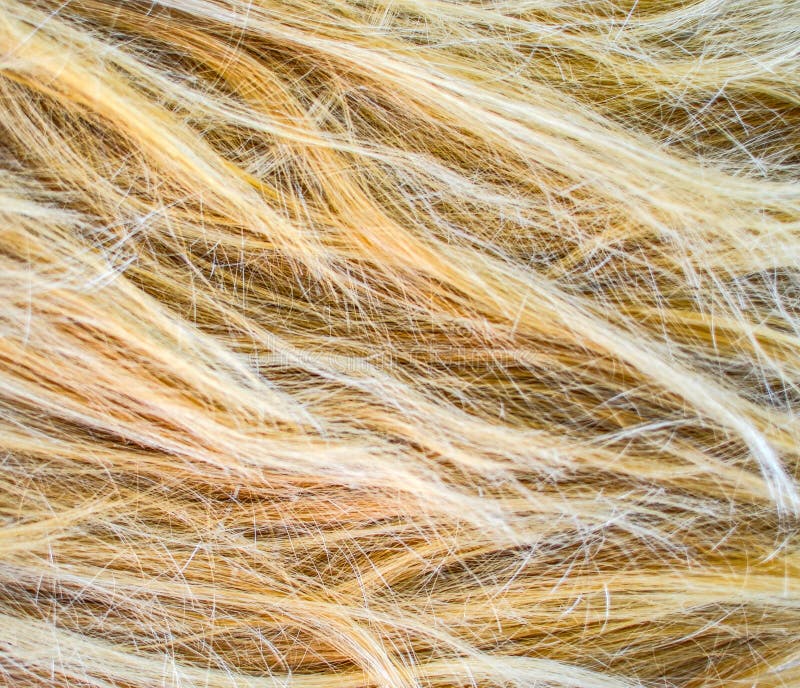 Blonde hair texture stock photo. Image of hair, fiber - 56087432