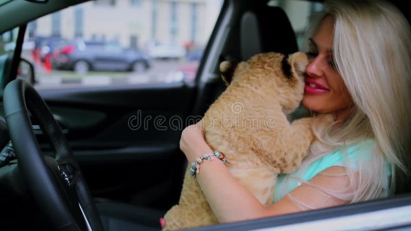 Blonde Holds Lion Cub during Sits on Driver Place Stock Footage - Video ...