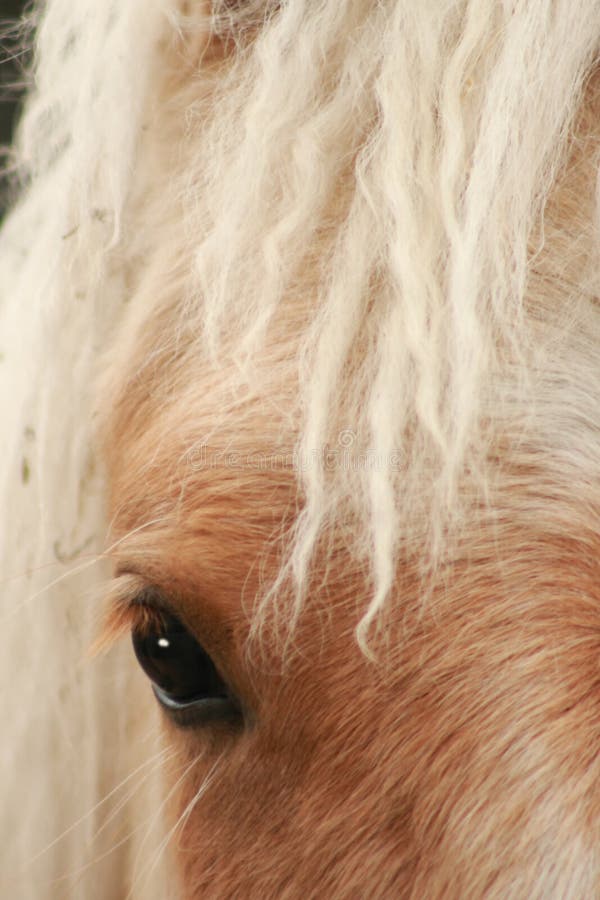 Blonde Horse stock image. Image of mane, blonde, horse - 10053531