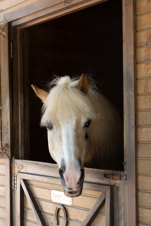 639 Stall Blonde Stock Photos - Free & Royalty-Free Stock Photos from ...
