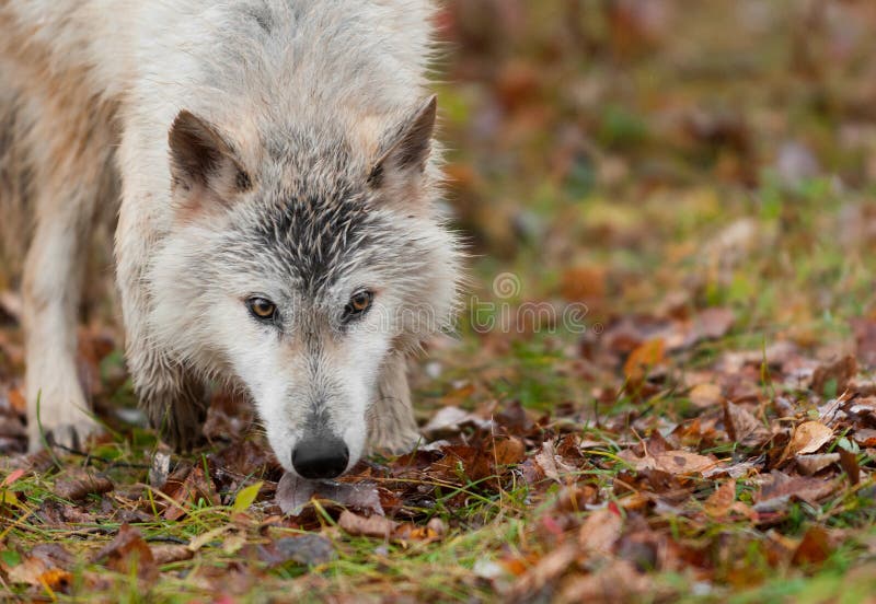 Intense Wolf In The Shadows Stock Image - Image of glare, muzzle: 11950823