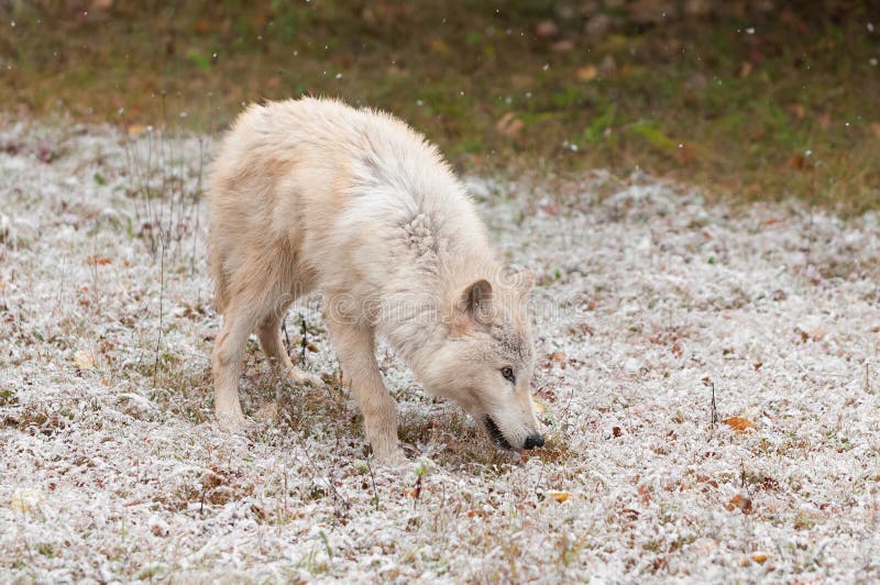 Blonde Wolf (Canis Lupus) in Light Early Snowfall Stock Image - Image ...