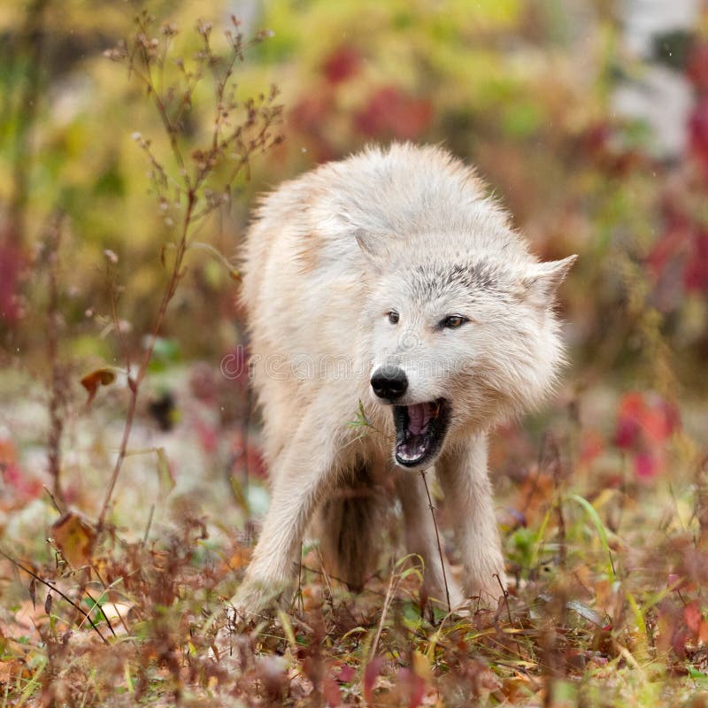 Blonde Wolf (Canis Lupus) Open Mouth Stock Photo - Image of horizontal ...