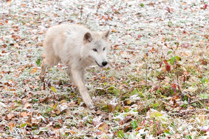 Blonde Wolf (Canis Lupus) Close Up Prowl Stock Image - Image of arctic ...