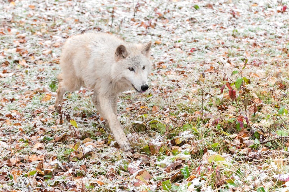 Blonde Wolf (Canis Lupus) Runs Forward Eagerly Stock Photo - Image of ...