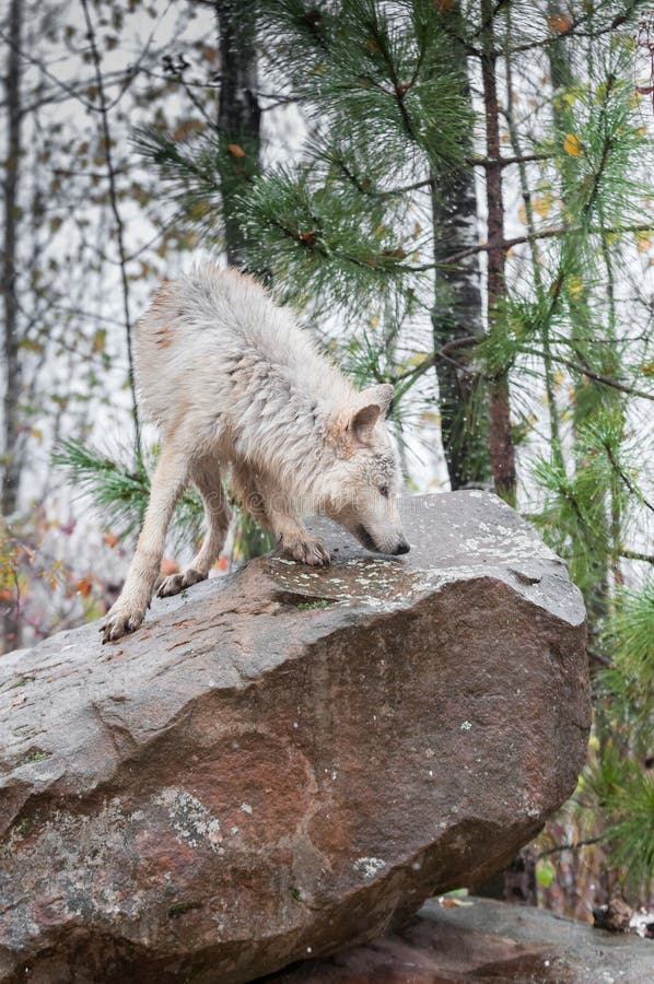 Blonde Wolf (Canis Lupus) Sniffs about Atop Rock Stock Image - Image of ...