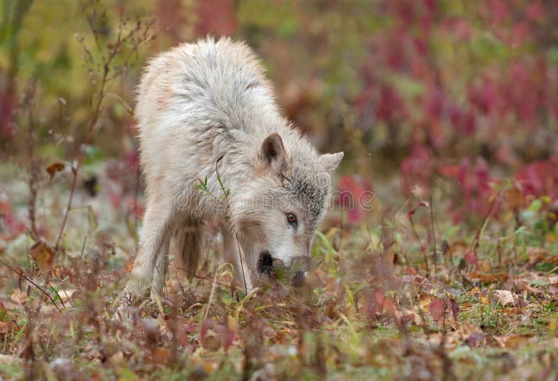 Intense Timber Wolf (Canis Lupus) Sits Under Pine Stock Image - Image ...
