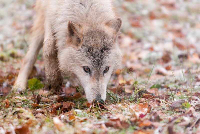Intense Timber Wolf (Canis Lupus) Sits Under Pine Stock Image - Image ...