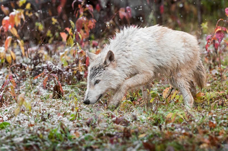 Intense Timber Wolf (Canis Lupus) Sits Under Pine Stock Image - Image ...