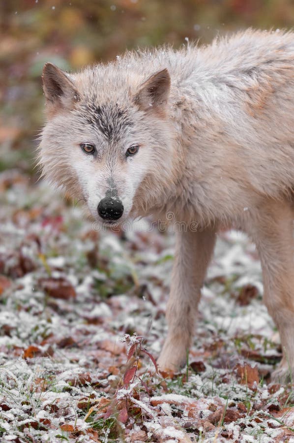 Blonde Wolf (Canis Lupus) Frolics in Early Autumn Snowfall Stock Photo ...