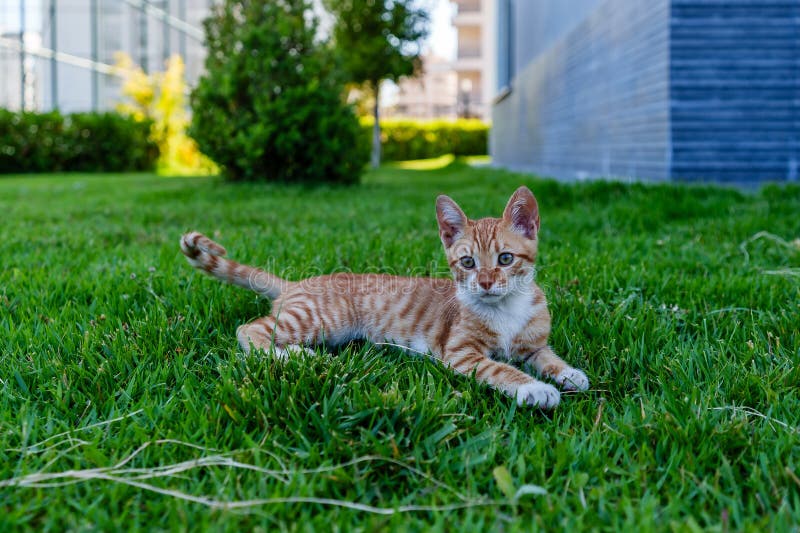 A Blonde Yellow Small Kitten Laying on Green Grass Stock Photo - Image ...