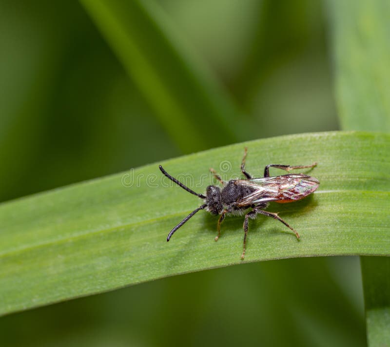 Blood bee stock photo. Image of outdoor, resting, insect - 278553918