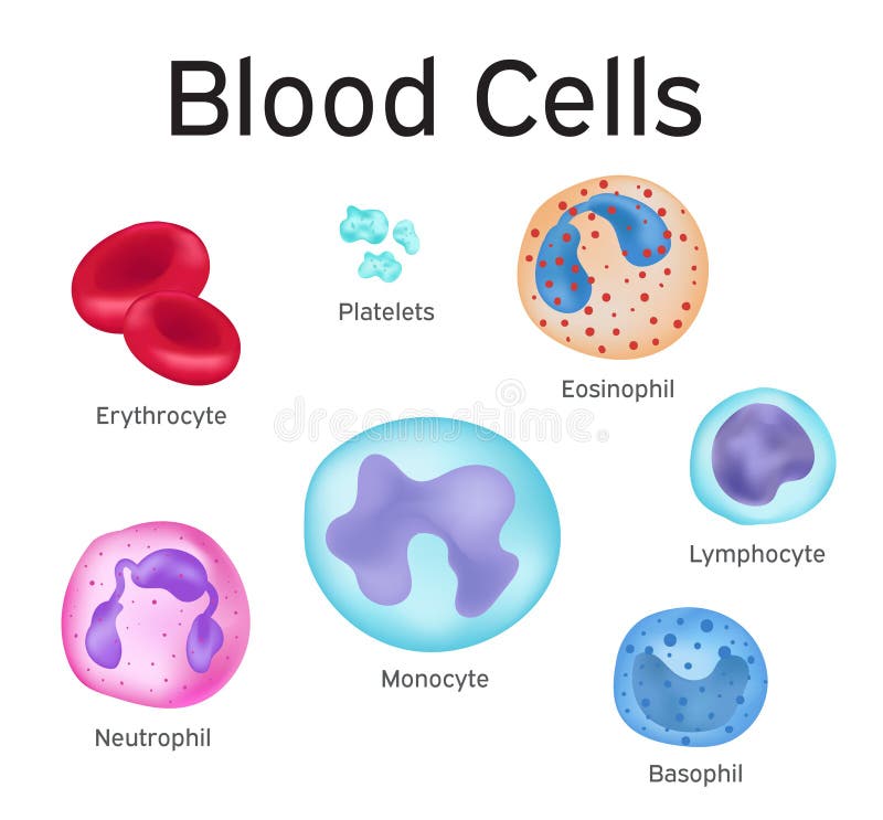 Red Blood Cell Cycle Respiration Labeled Stock Vector - Illustration of ...