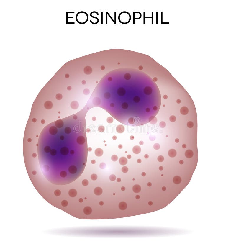 Blood cell Eosinophil stock vector. Illustration of eosinophil - 42587388