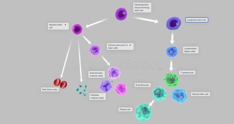 The Blood Cell Lineage 3D stock illustration. Illustration of good ...