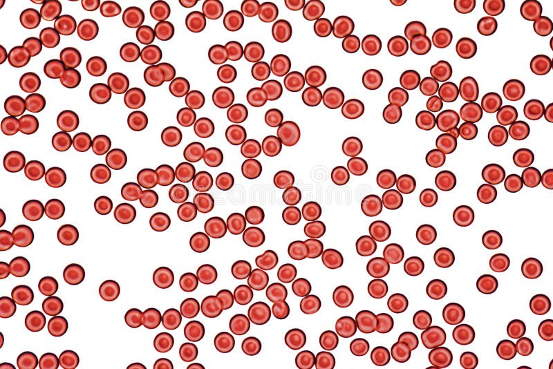 Hematocyte Stock Photos - Free & Royalty-Free Stock Photos from Dreamstime