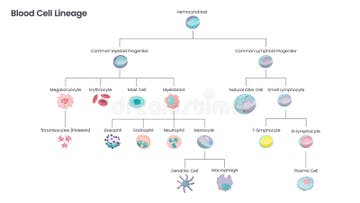 Cell Lineage Stock Illustrations – 27 Cell Lineage Stock Illustrations ...