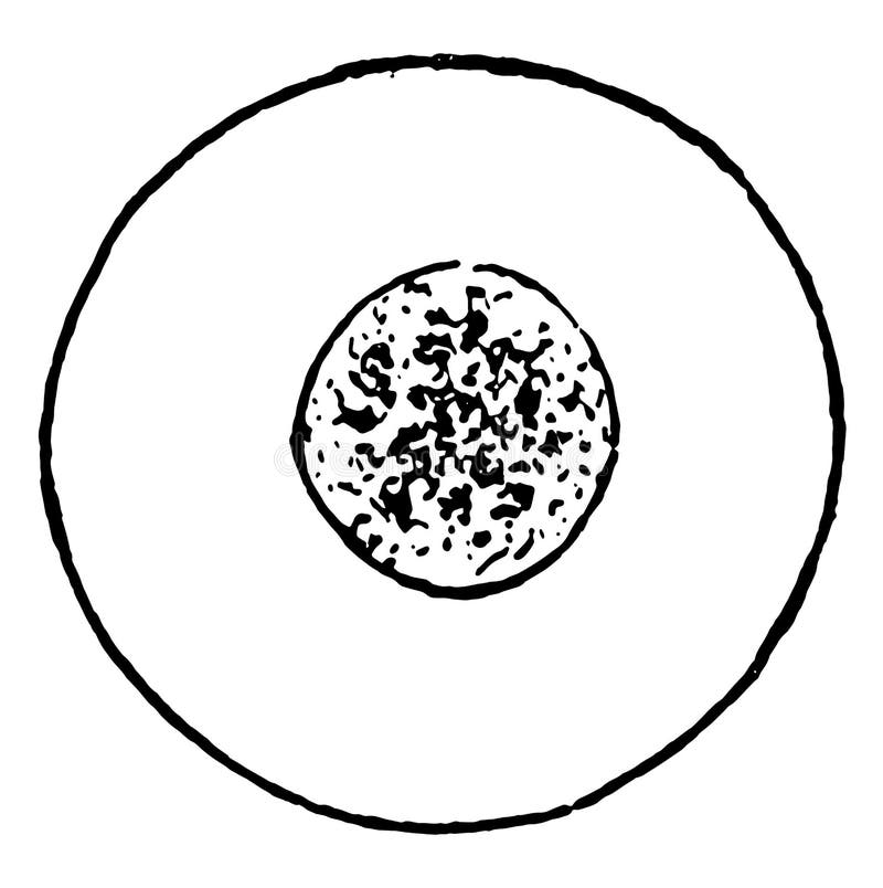 Blood Cell, Vintage Illustration Stock Vector - Illustration of cells ...