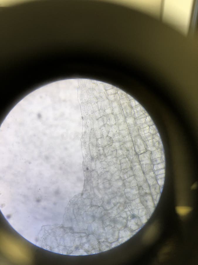 Blood Cells and Expression of Mitosis and Meiosis of Cells Stock Photo ...