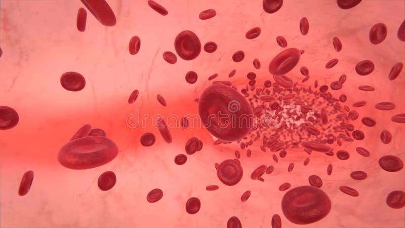 Red Blood Cells Erythrocytes Blood Vessels, Red Blood Cells in an ...