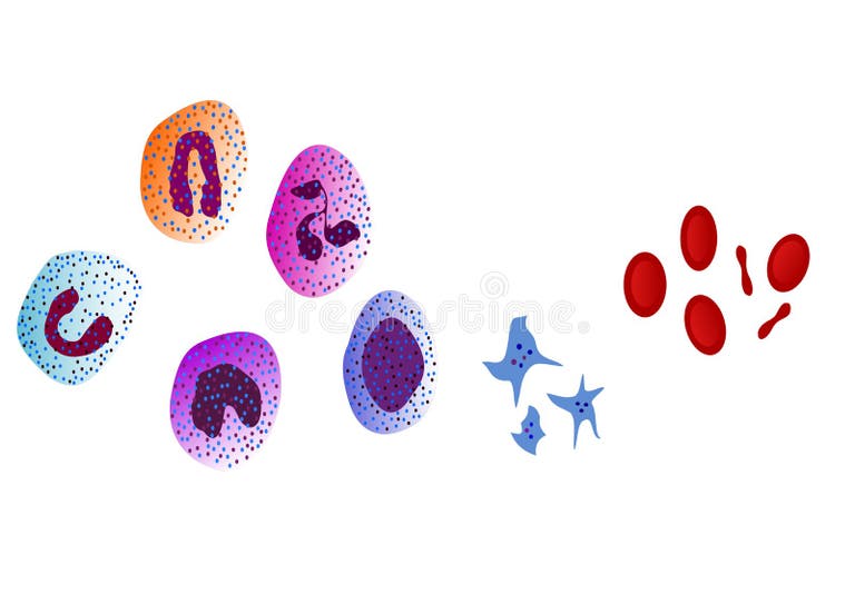 Types Red Blood Cells Stock Illustrations – 470 Types Red Blood Cells ...