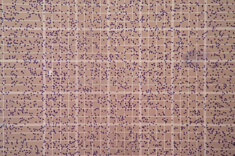 Human Blood Cells stock image. Image of circulation, blood - 14979271