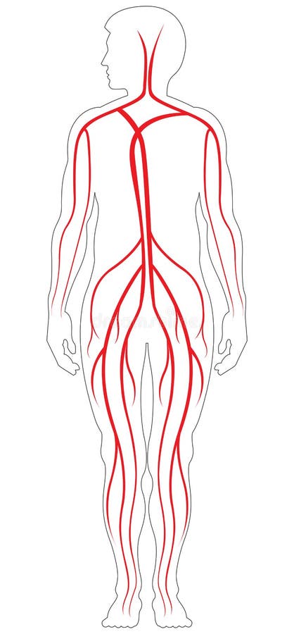 Blood Circulation System stock vector. Illustration of health - 12602229