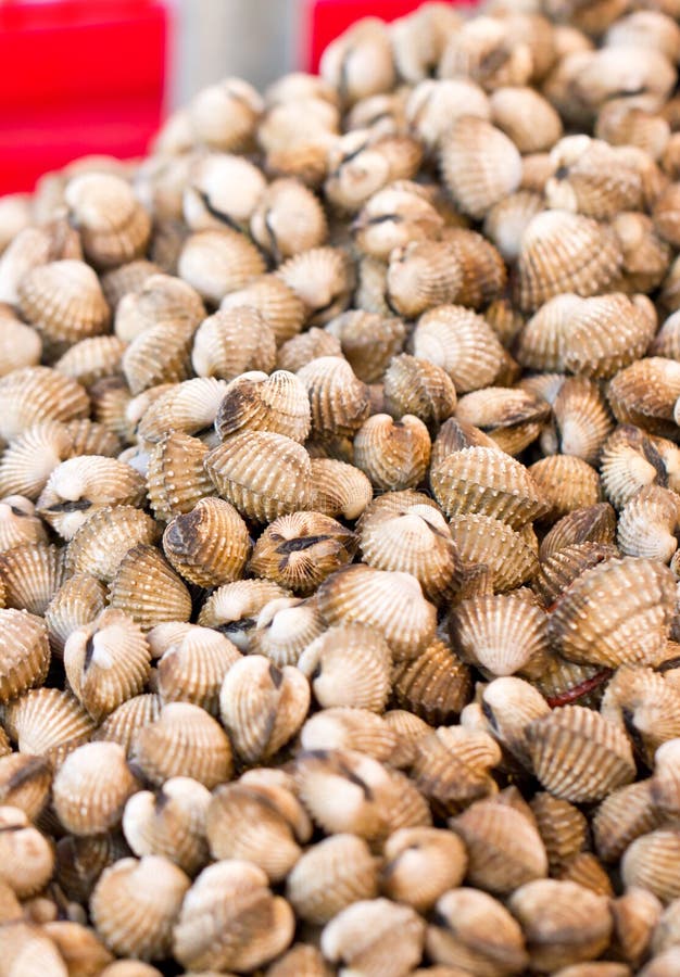 1,287 Blood Cockle Stock Photos - Free & Royalty-Free Stock Photos from ...