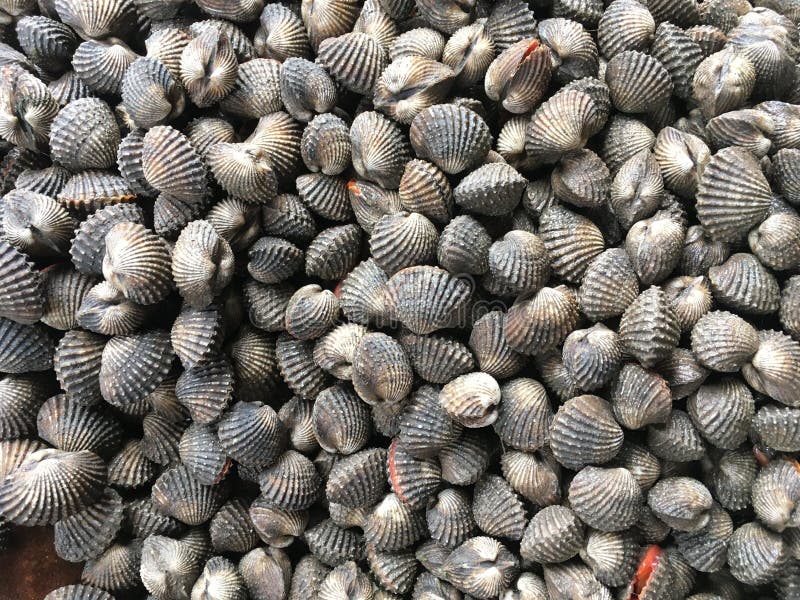 1,186 Blood Cockle Photos - Free & Royalty-Free Stock Photos from ...