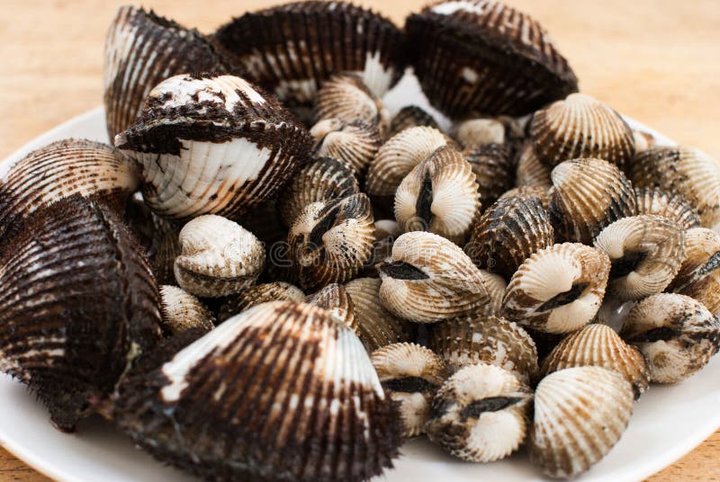 Blood Cockle or scallop stock image. Image of shell, shellfish - 35961295