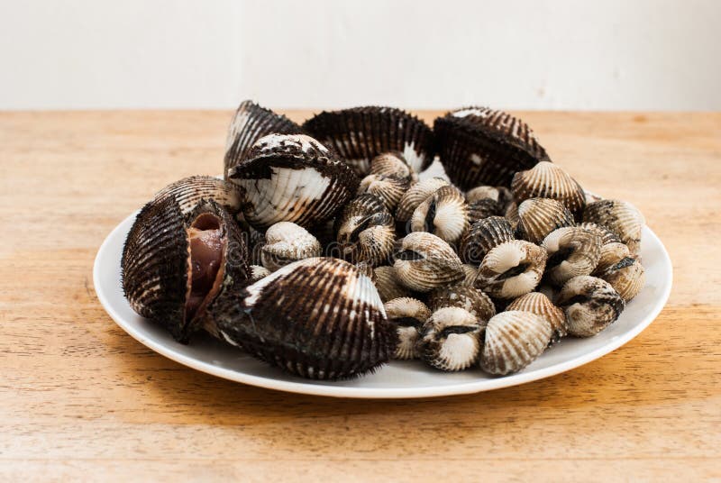 Blood Cockle or scallop stock photo. Image of saltwater - 35961354