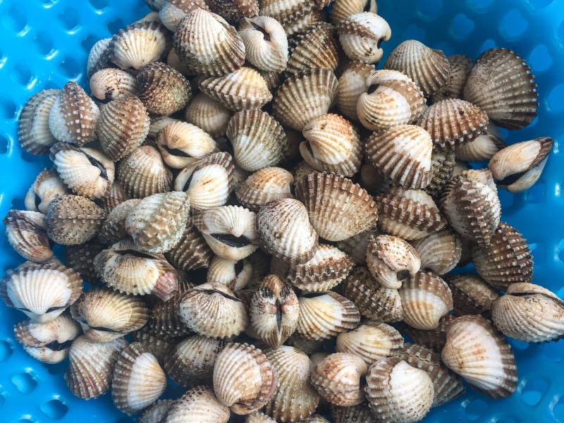 Blood Cockles in Fresh Seafood Market in Bangkok Thailand Stock Photo ...