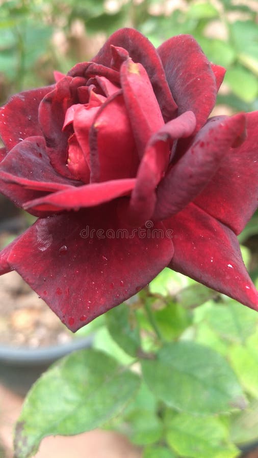 Blood color cute flower stock photo. Image of shrub - 238690614