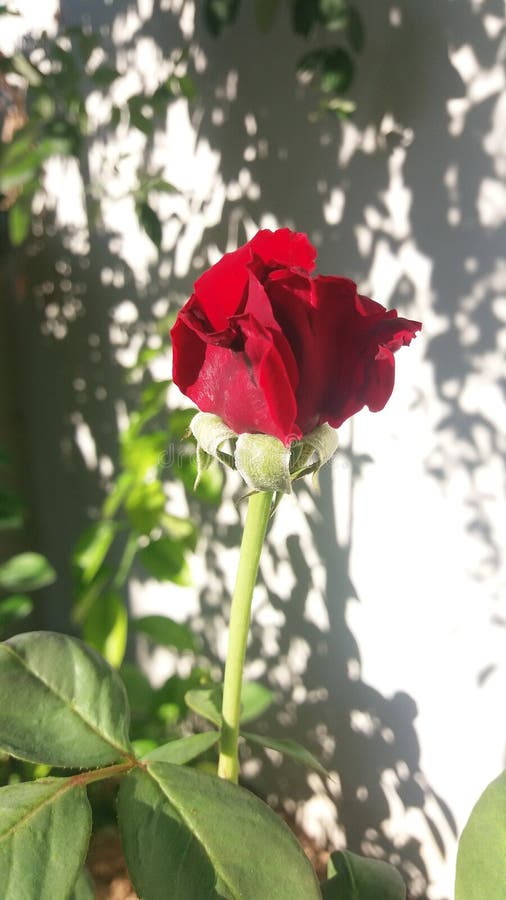 Rose stock image. Image of rose, colour, blood, life - 114296035