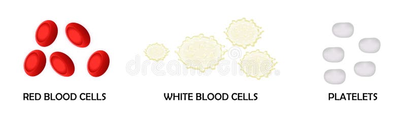 The Blood Components-red Blood Cells White Blood Cell Platelets Stock ...