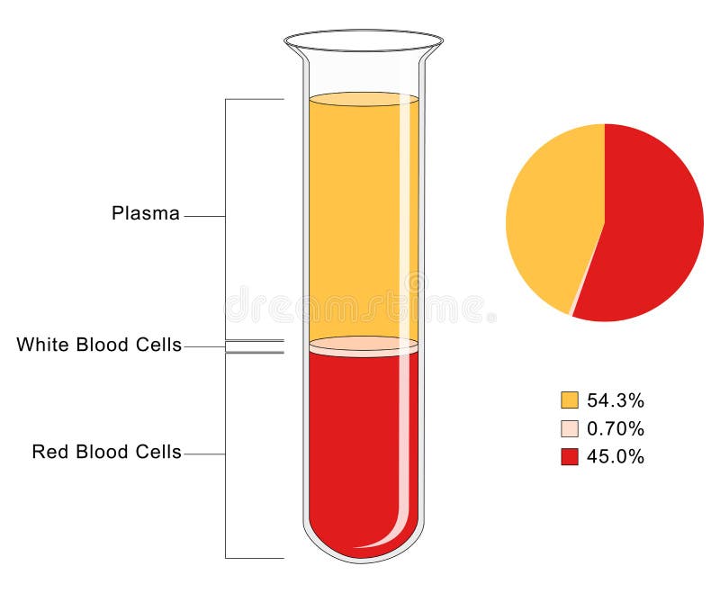 Blood Composition stock vector. Illustration of components - 36852614