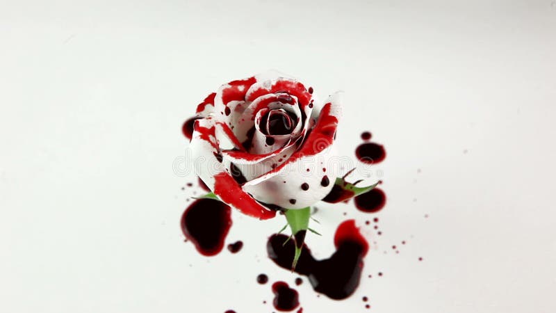 Blood drips on White Rose stock video. Video of nature - 47010461