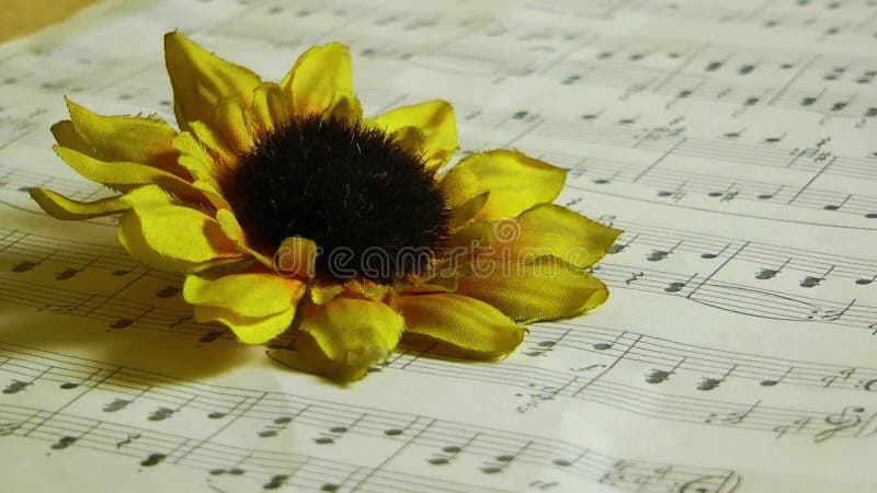 Blood Drops on the Yellow Flowers and Music Notes Stock Video Footage ...