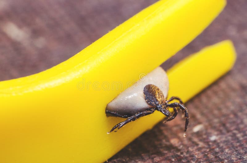 Blood Filled Mite Removed with a Hook Stock Photo - Image of insect ...