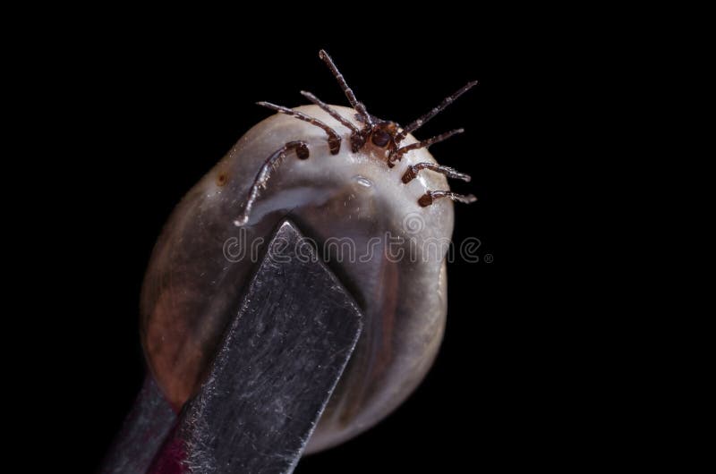 A Blood-filled Tick on a Black Background Stock Image - Image of ...
