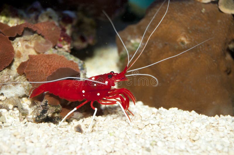 Fire Red Shrimp Nemo stock image. Image of pets, cleaner - 1939275